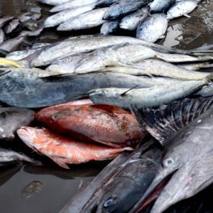 FRESH CATCH EXPORTS-Processing and Export of Fresh and Frozen Seafood ...